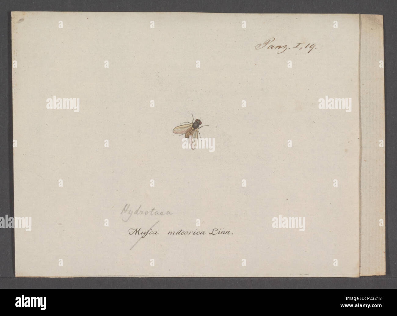 Hydrotea hi-res stock photography and images - Alamy