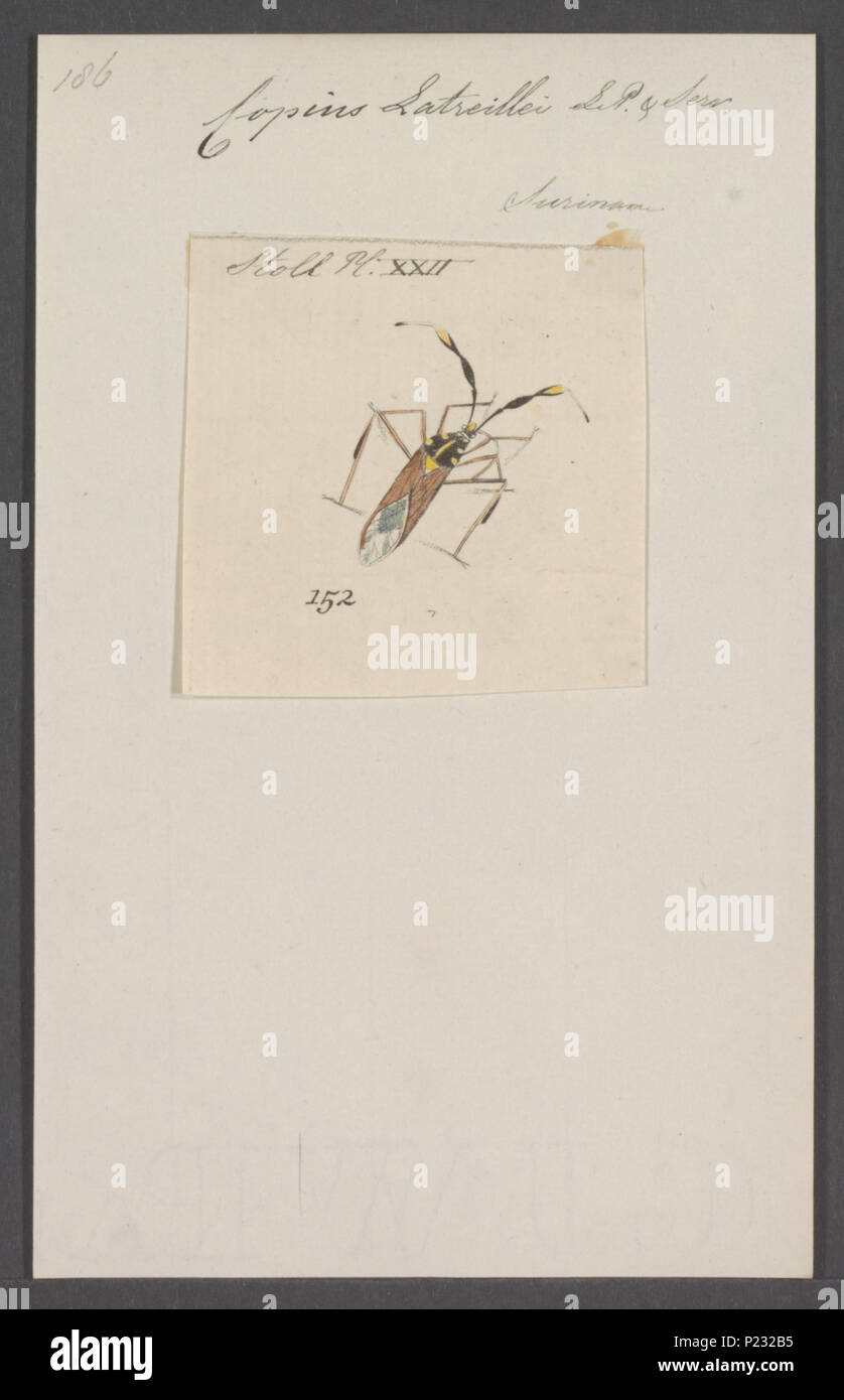 Copius hi-res stock photography and images - Alamy