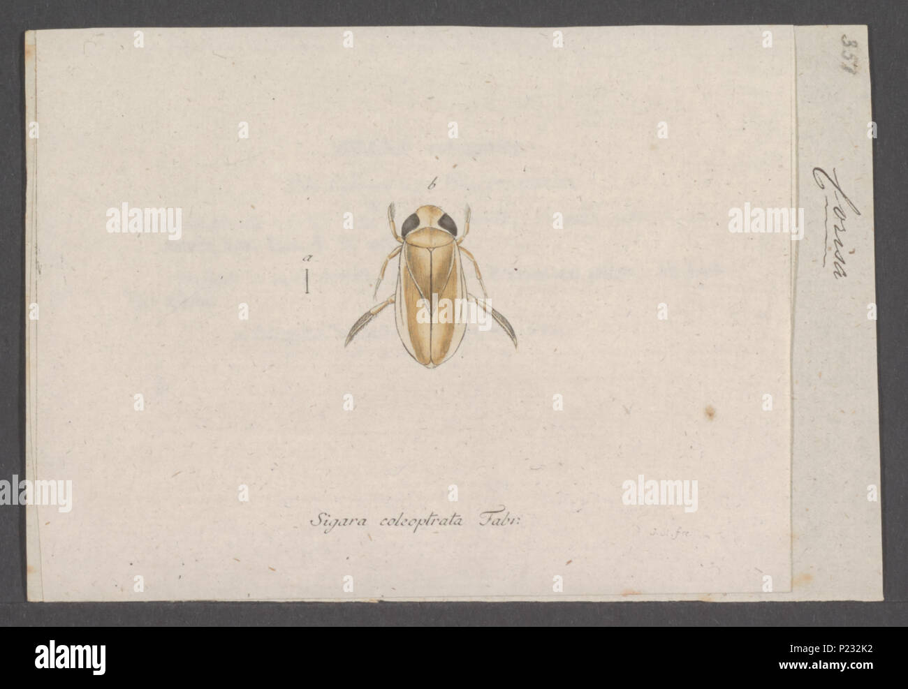 Corisa hi-res stock photography and images - Alamy