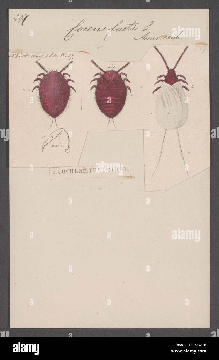 Coccus coccus hi-res stock photography and images - Alamy