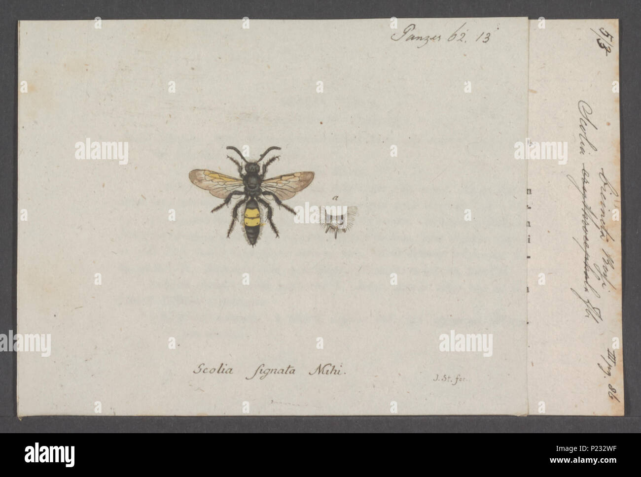 Scolia hi-res stock photography and images - Alamy