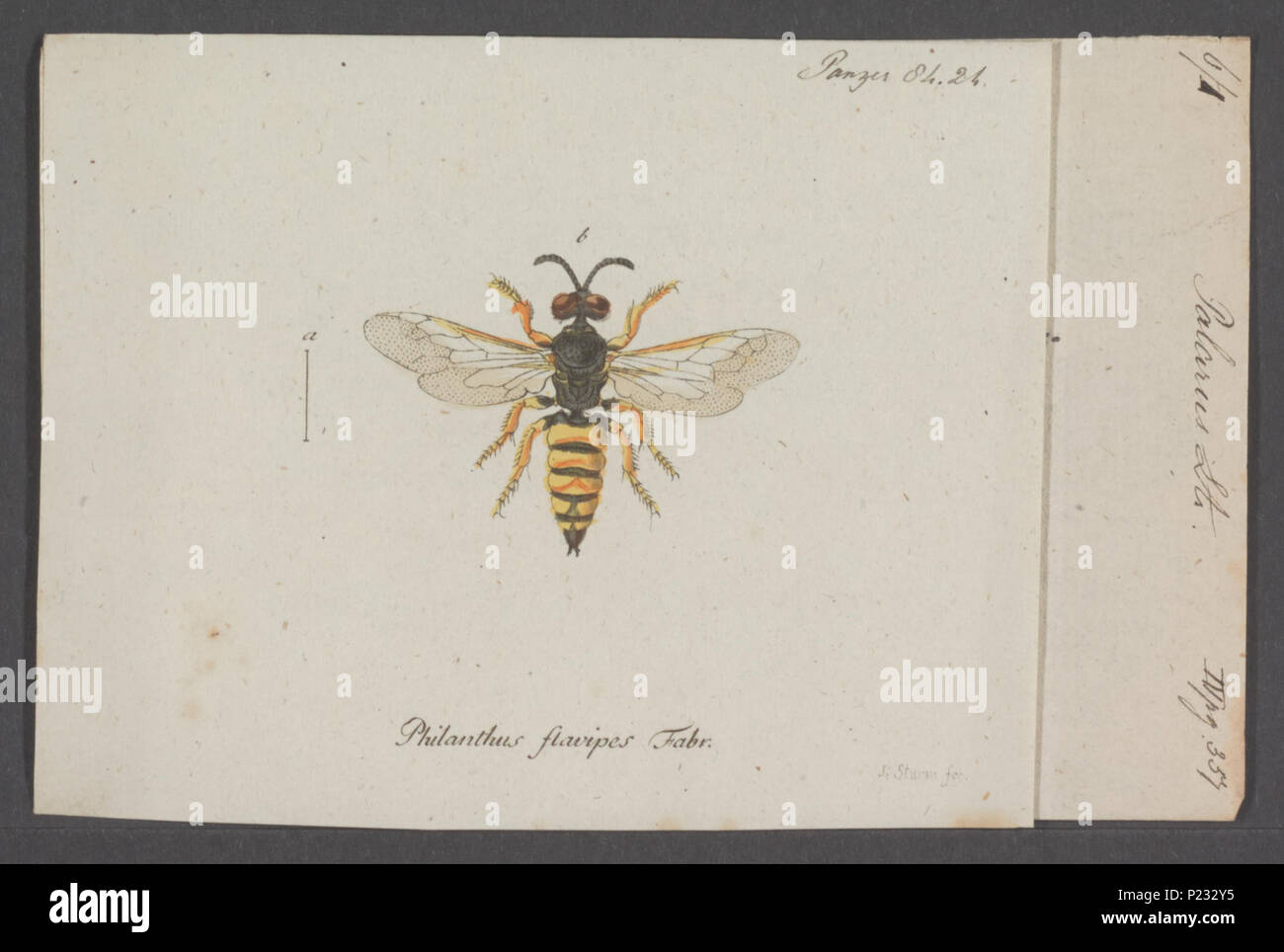 Palarus hi-res stock photography and images - Alamy