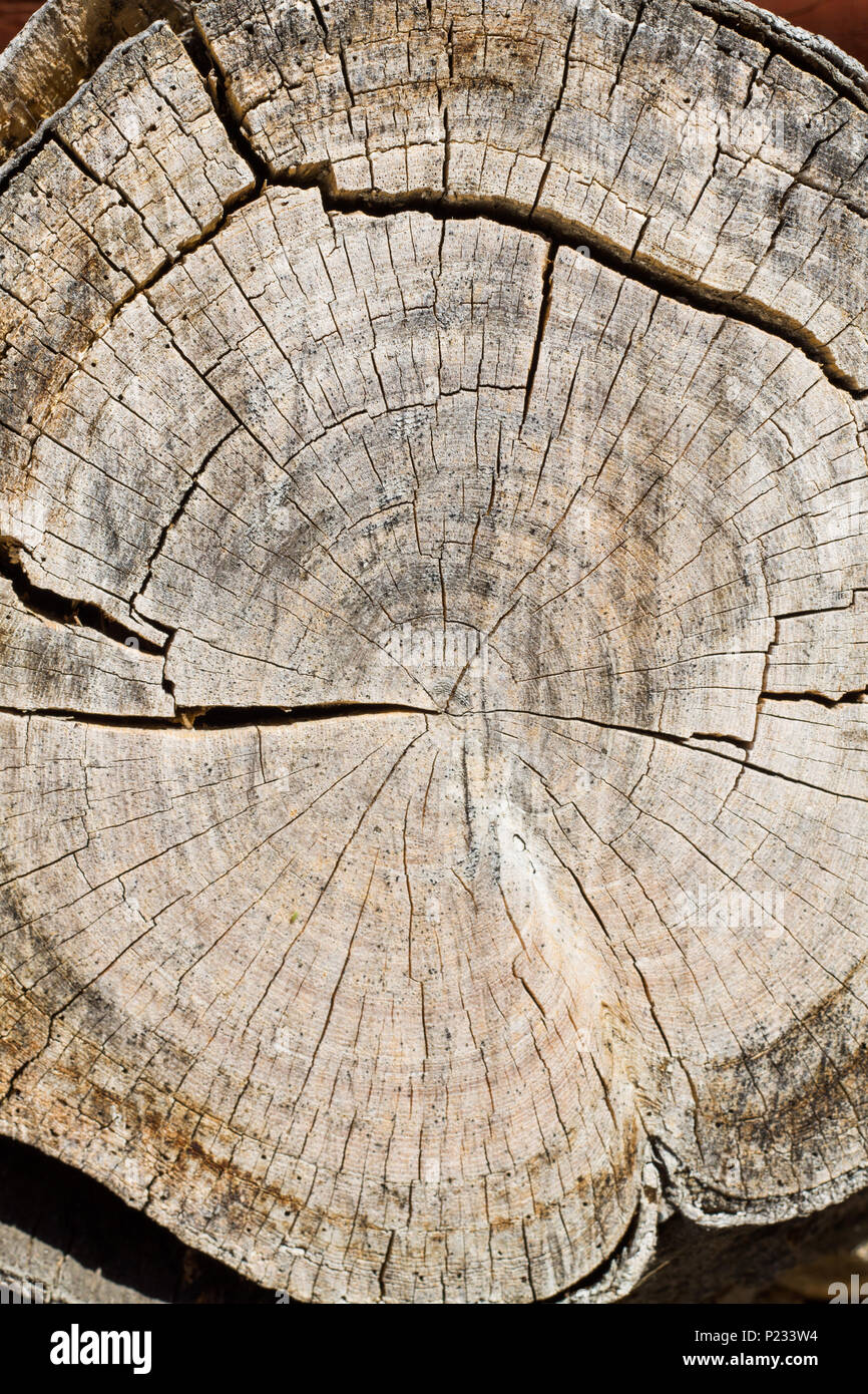 Detail of old aged dry wood Stock Photo - Alamy