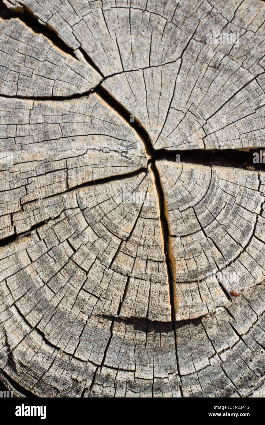 Kiln dried wood hi-res stock photography and images - Alamy