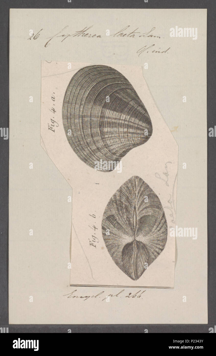 . Pitar affinis syn. Cytherea laeta 74 Cytherea laeta - - Print ...