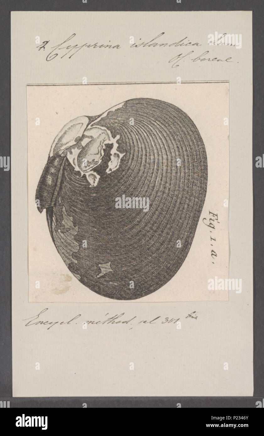 . Cyprina islandica 74 Cyprina islandica - - Print - Iconographia ...