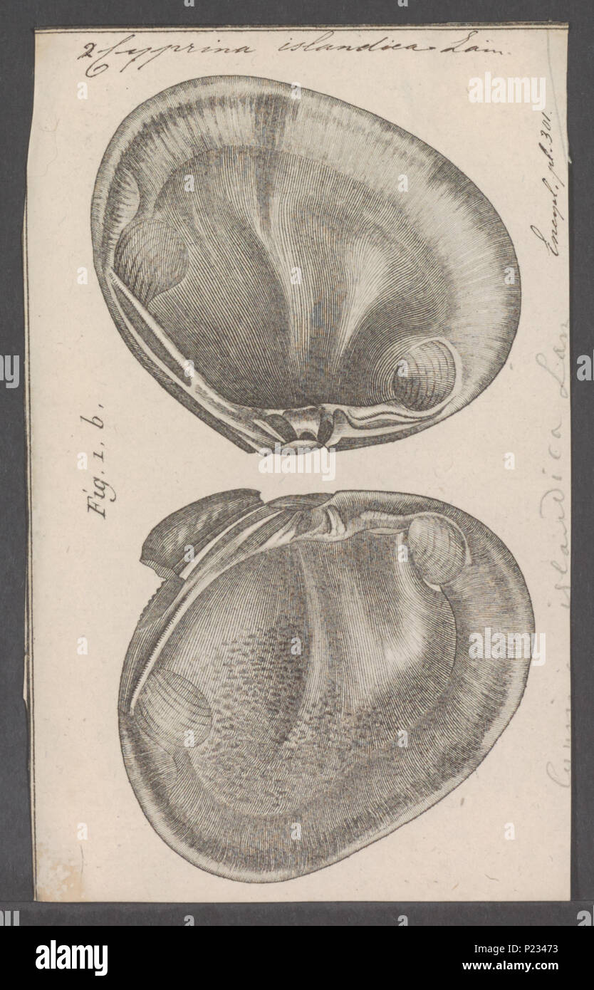 . Cyprina islandica 74 Cyprina islandica - - Print - Iconographia ...