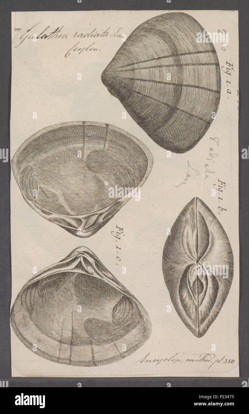 . Galathea radiata 130 Galathea radiata - - Print - Iconographia ...