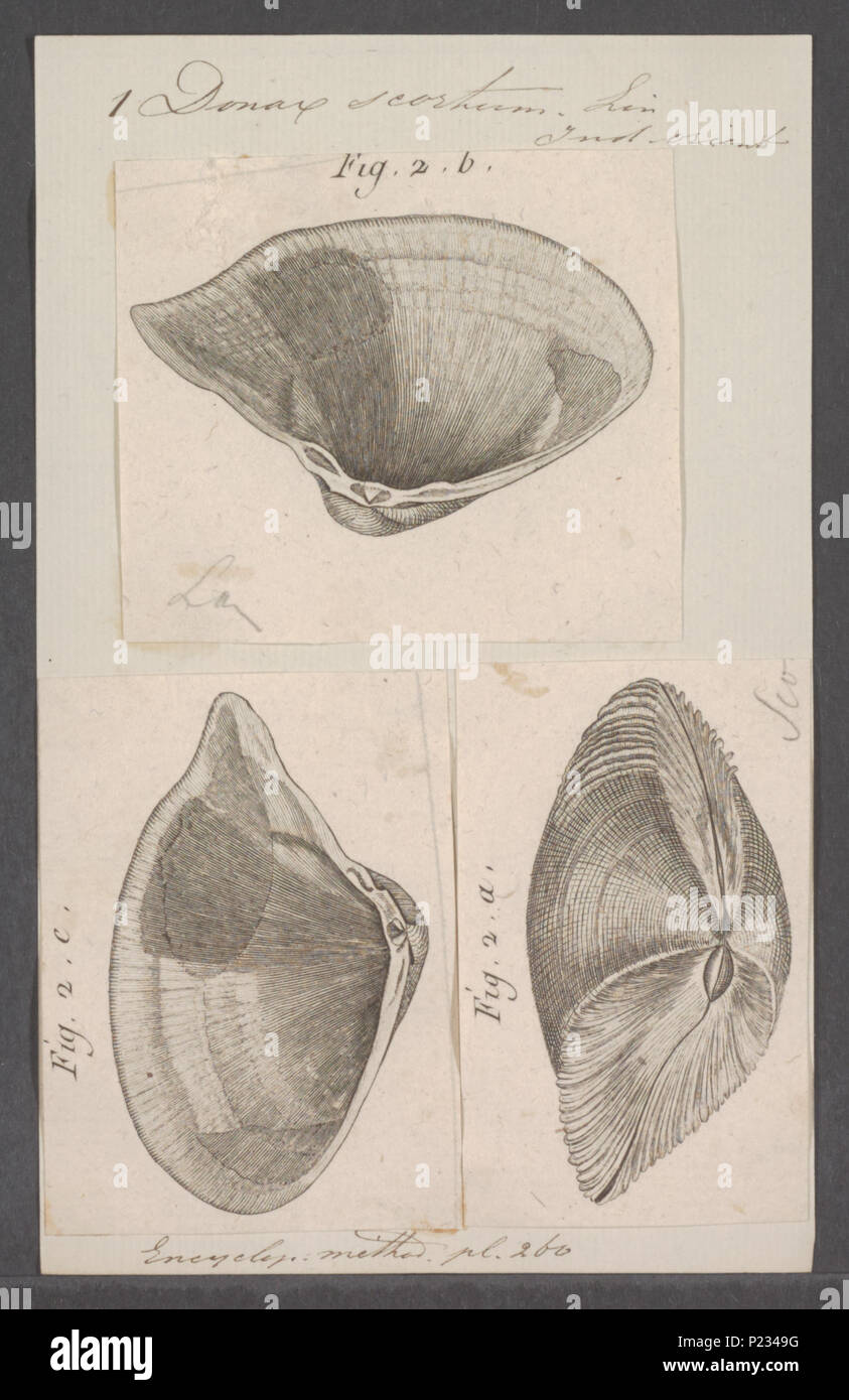 Donax scortum hi-res stock photography and images - Alamy