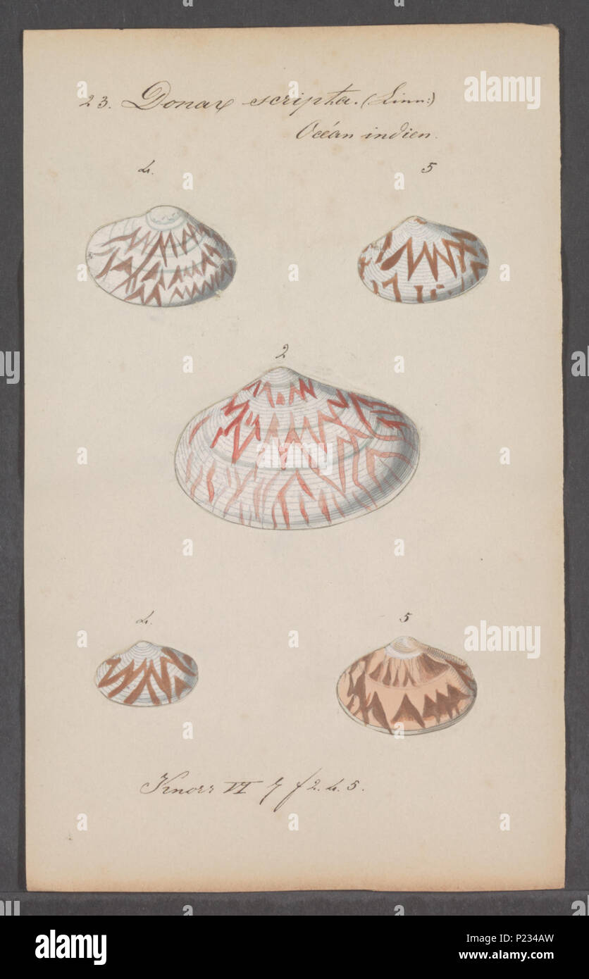 Donax scripta hi-res stock photography and images - Alamy