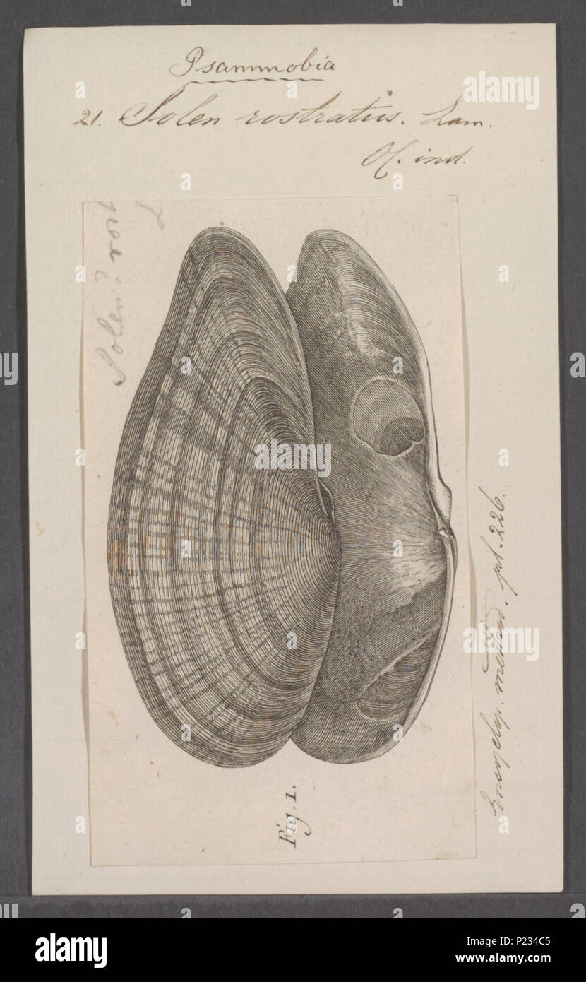 Solen rostratus hi-res stock photography and images - Alamy