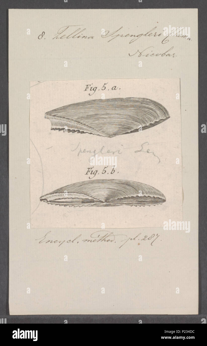 . Tellina spengleri 302 Tellina spengleri - - Print - Iconographia ...
