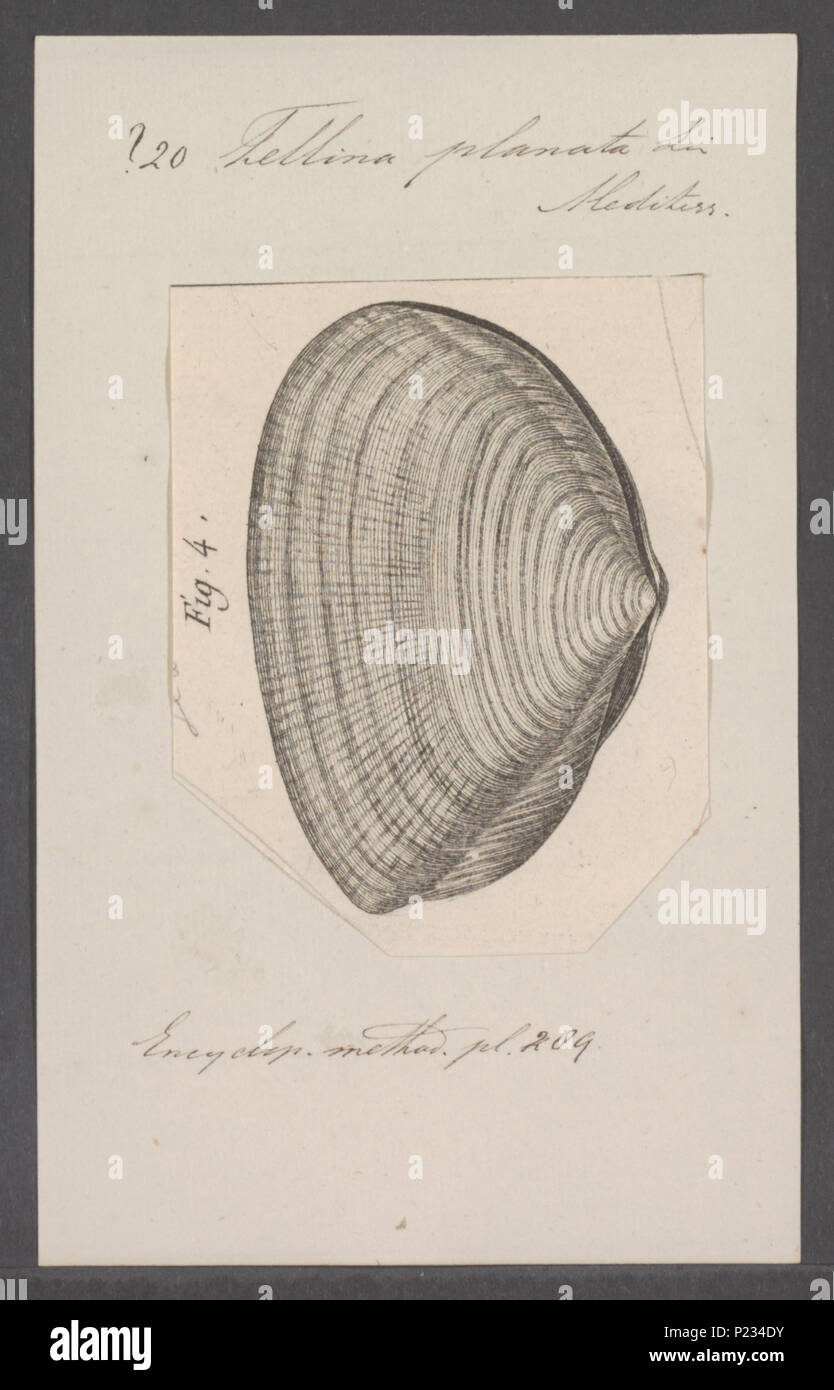 . Tellina planata 301 Tellina planata - - Print - Iconographia ...
