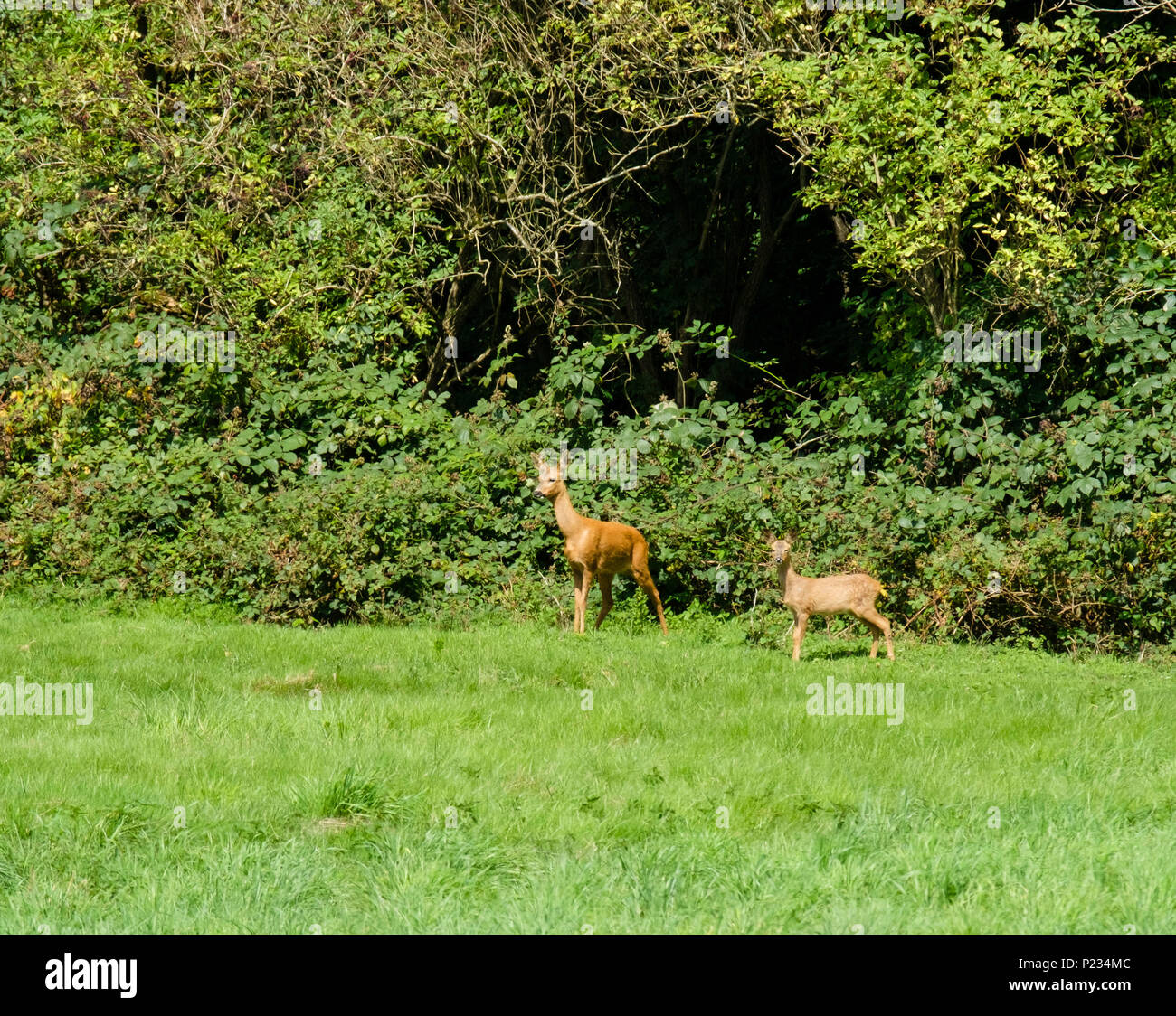 Roe deer fawn uk hi-res stock photography and images - Alamy