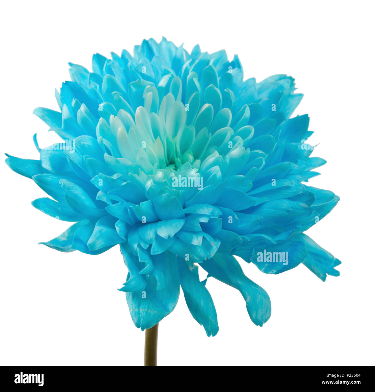 blue Chrysanthemum flower isolated Stock Photo - Alamy