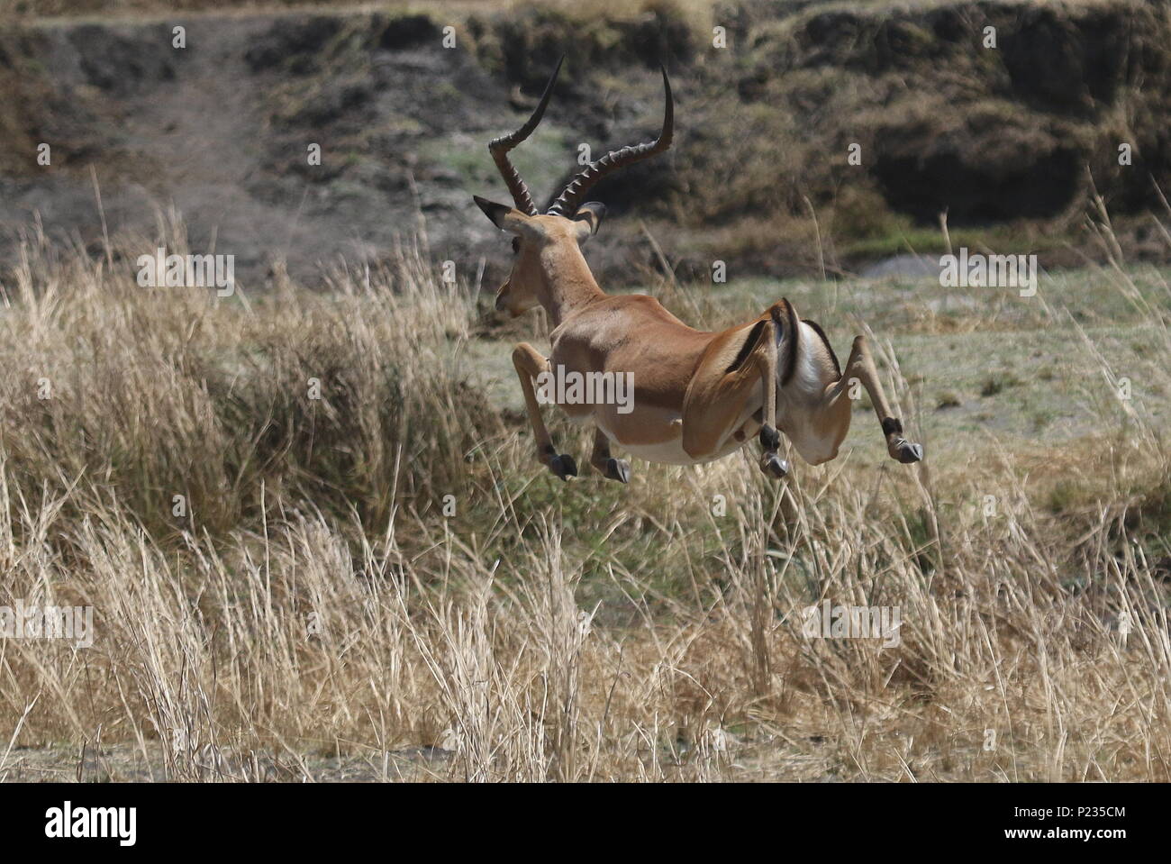 Impala jumping not jump hi-res stock photography and images - Alamy