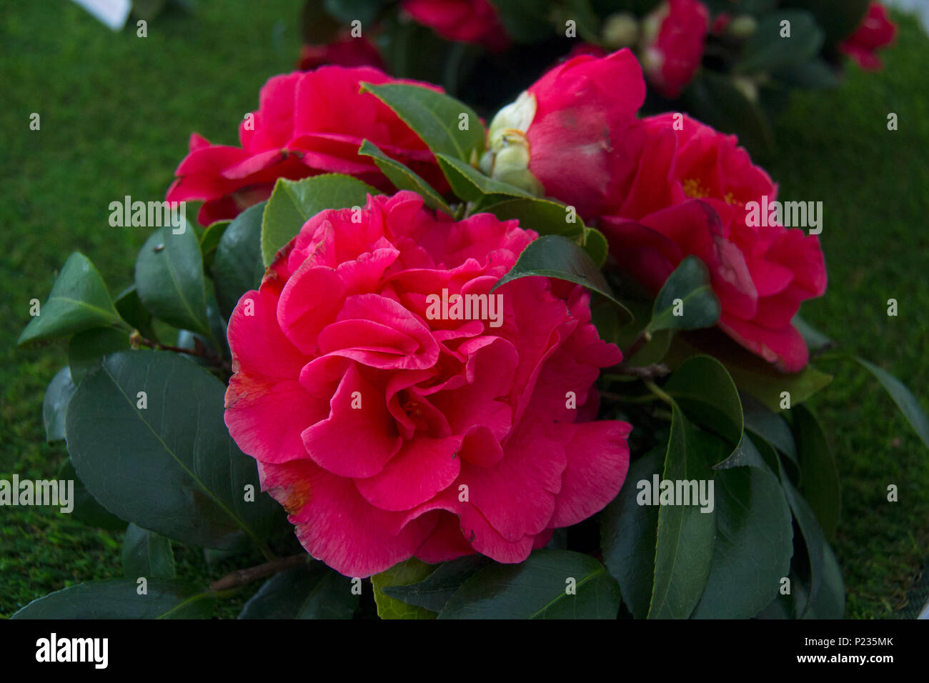 Beautiful Camellias blooming with dark green leaves Stock Photo - Alamy