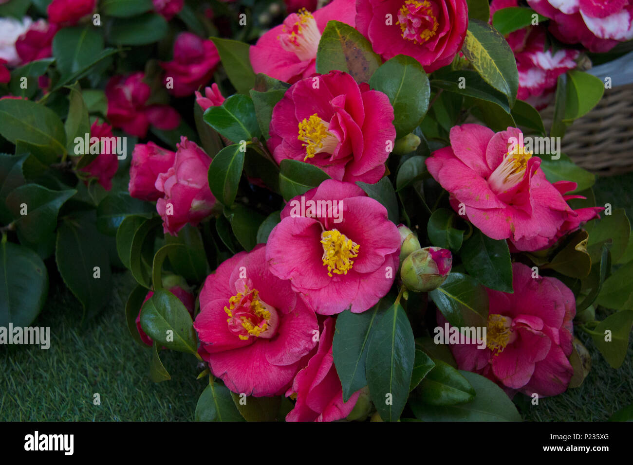 Beautiful Camellias blooming with dark green leaves Stock Photo - Alamy
