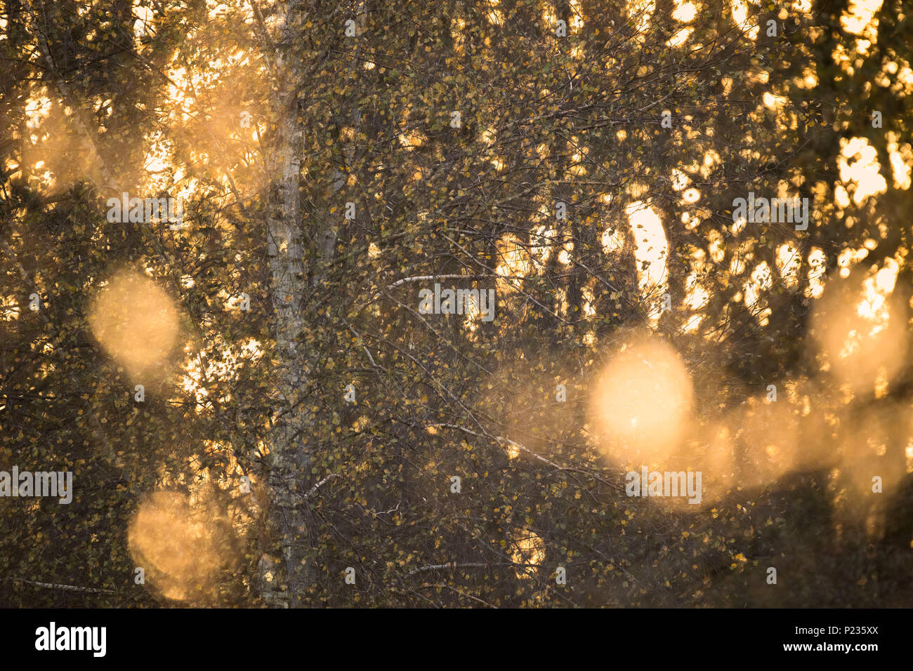 Forest, back light, sun, multiple exposure Stock Photo - Alamy