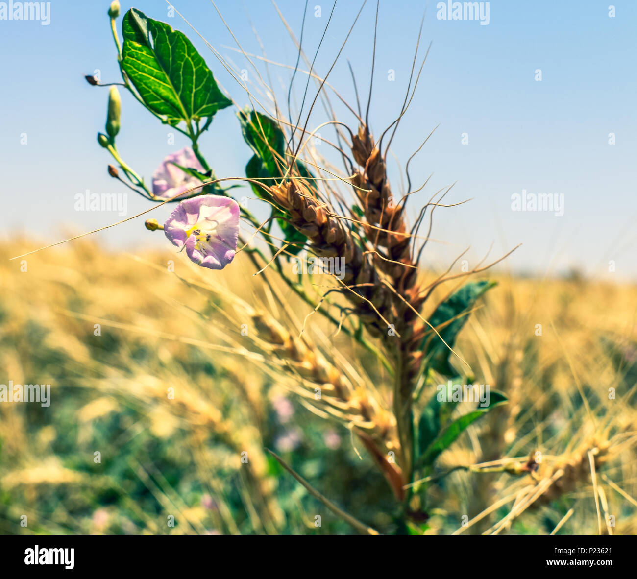 Wheat and vines hi-res stock photography and images - Alamy