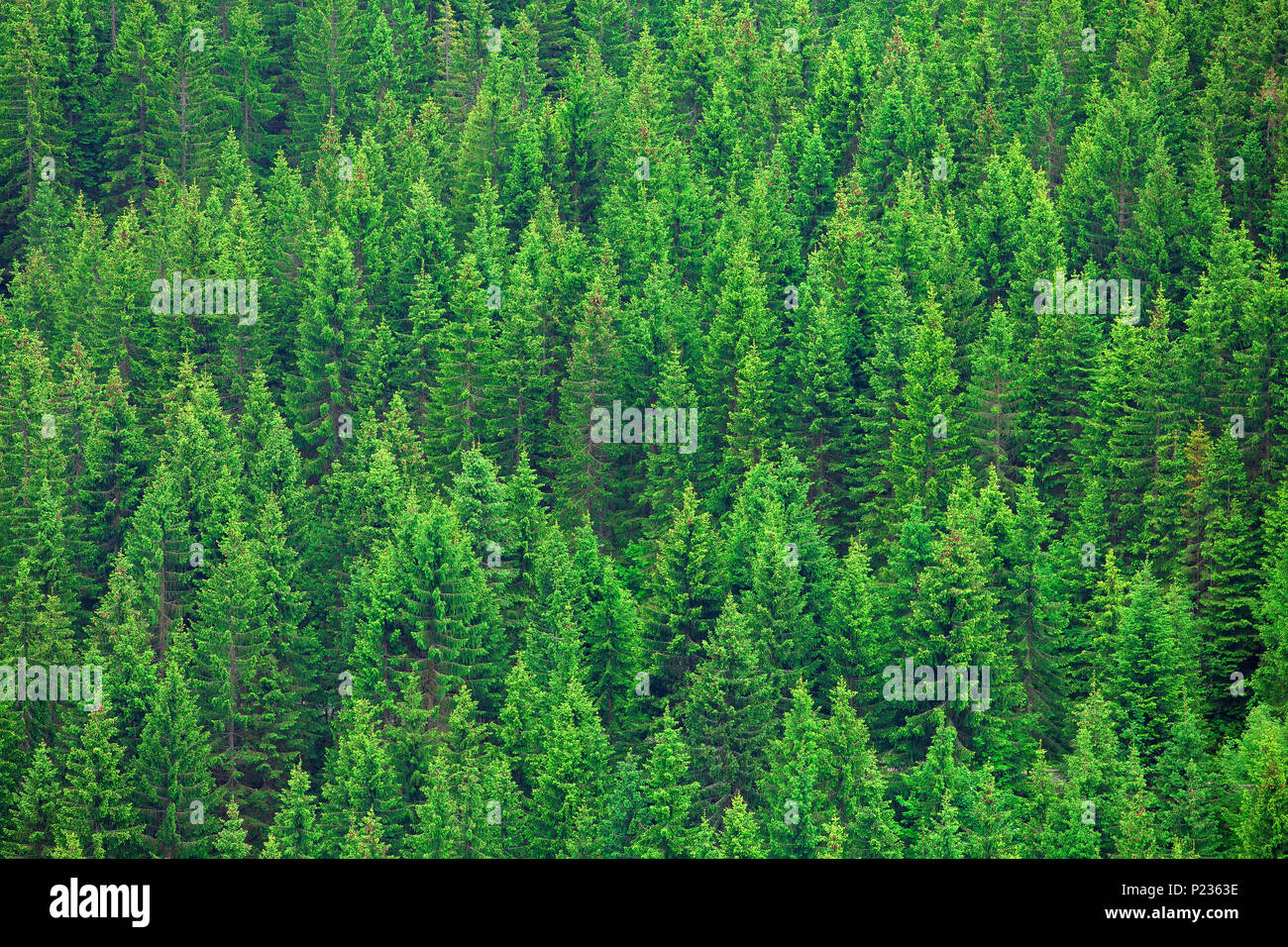 Monoculture with spruces hi-res stock photography and images - Alamy