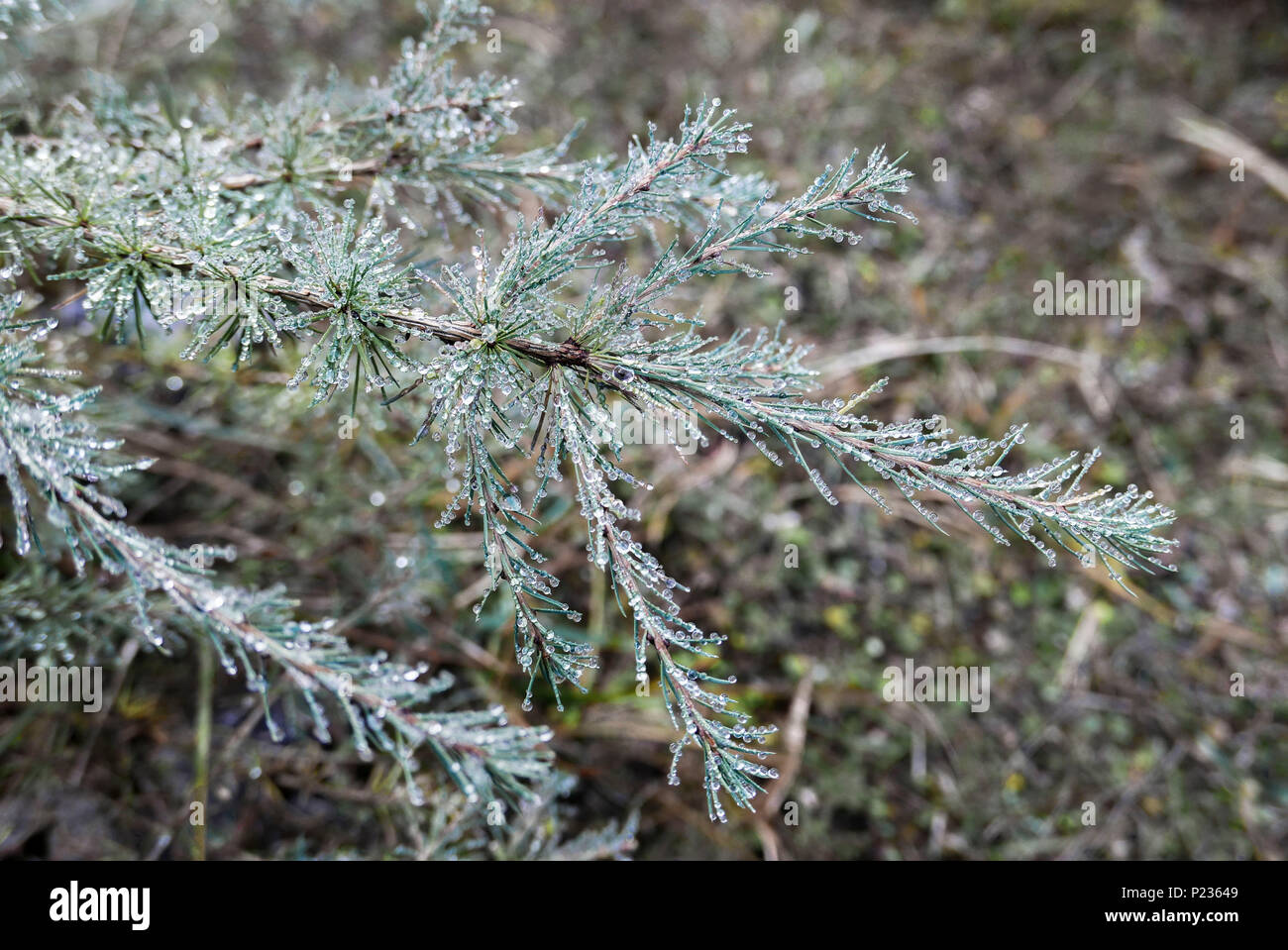 Conifer close to water hi-res stock photography and images - Alamy
