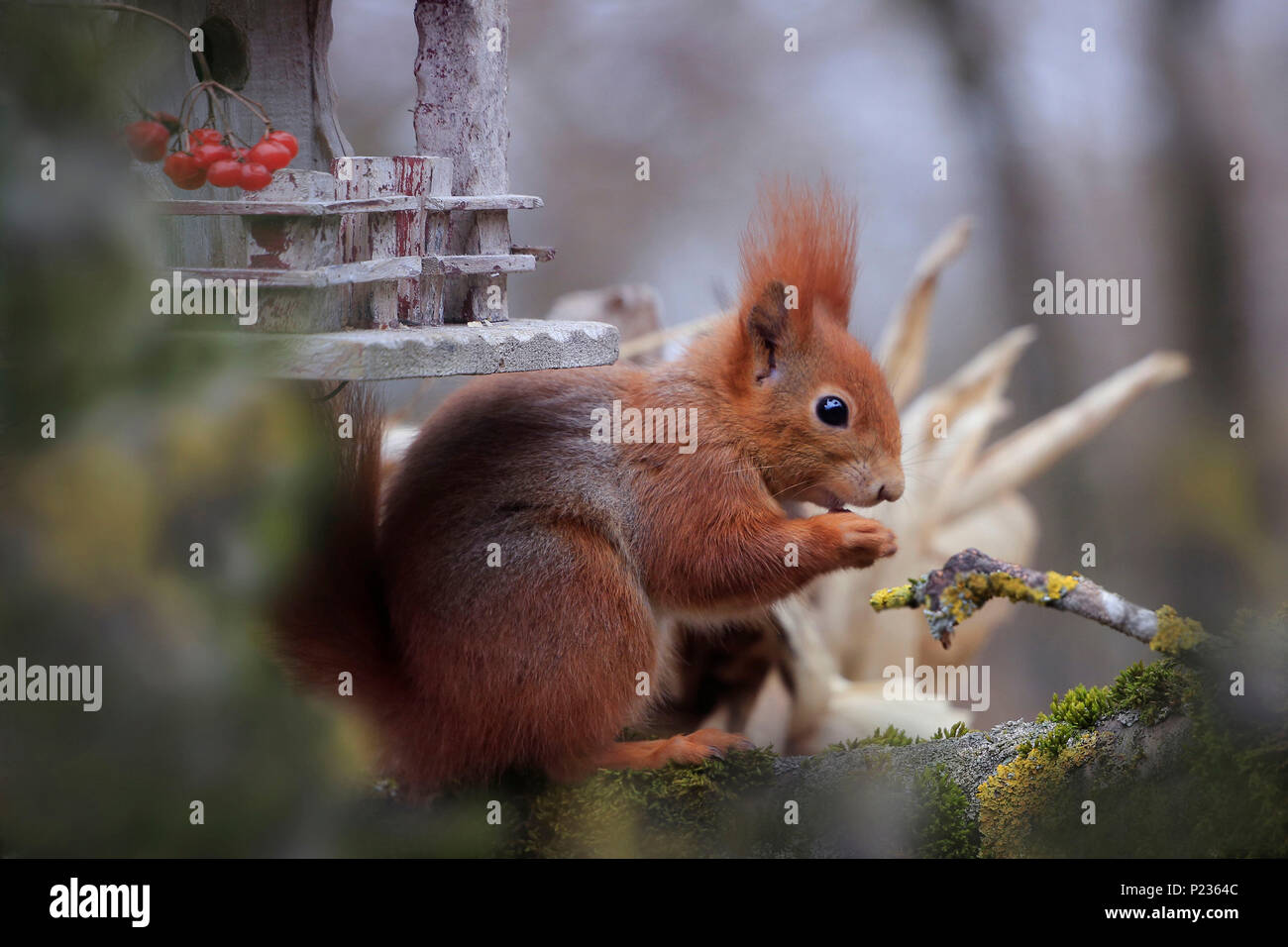 Grey ground squirrel hi-res stock photography and images - Alamy