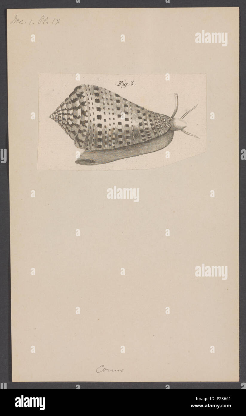 . Conus 66 Conus - Print - Iconographia Zoologica - Special Collections ...