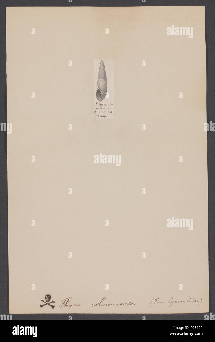 Physa High Resolution Stock Photography and Images - Alamy