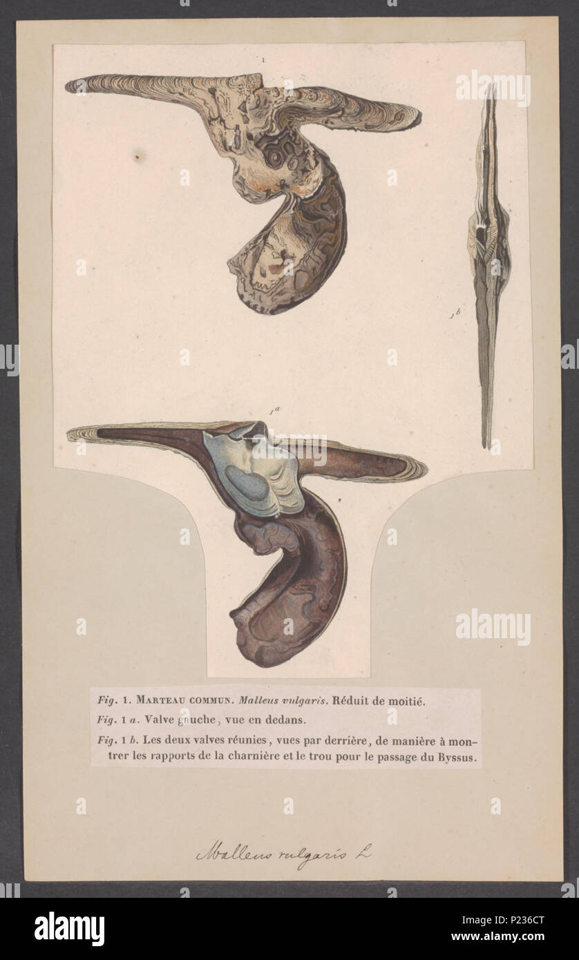 Malleus malleus hi-res stock photography and images - Alamy