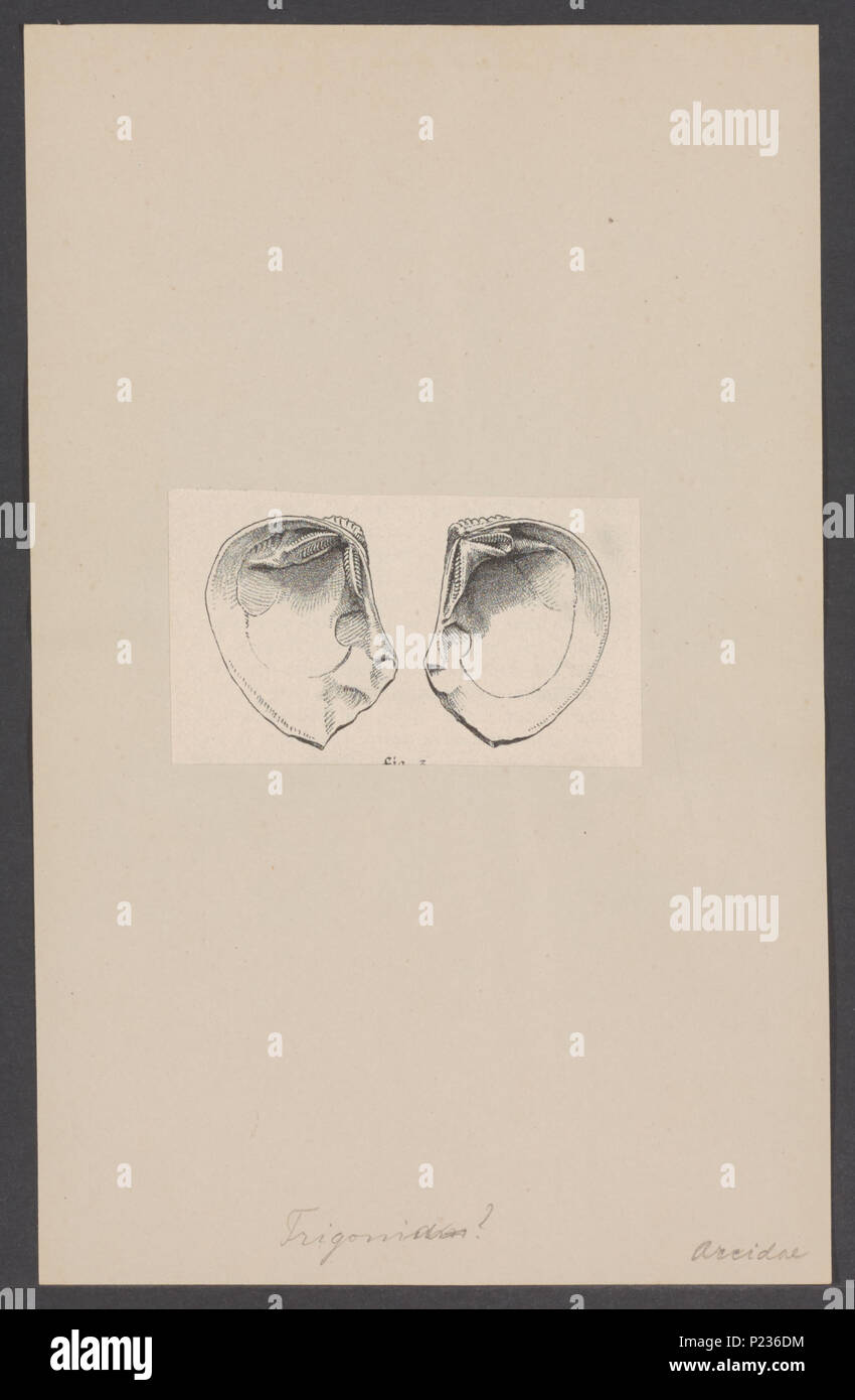 Trigonia hi-res stock photography and images - Alamy