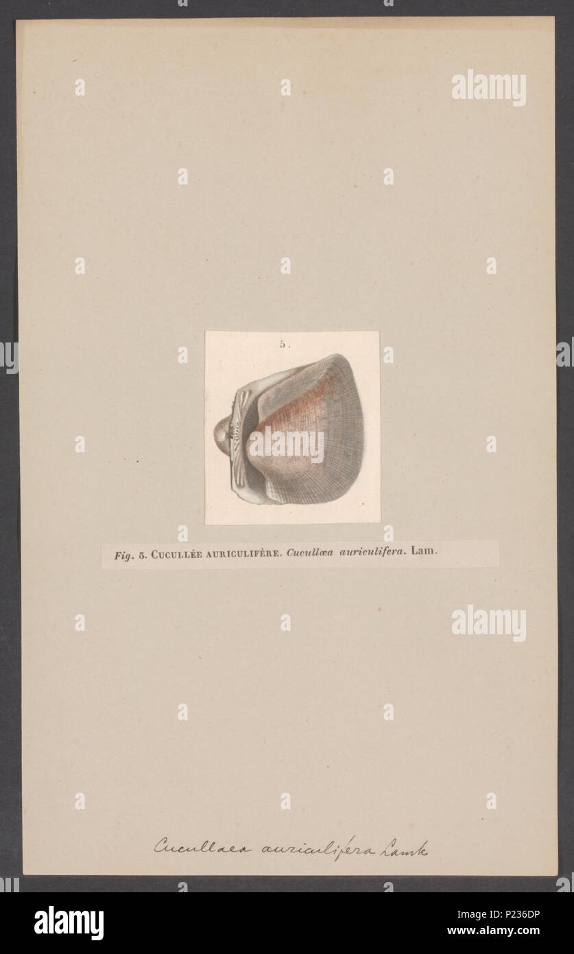 . Cucullaea 71 Cucullaea - Print - Iconographia Zoologica - Special ...