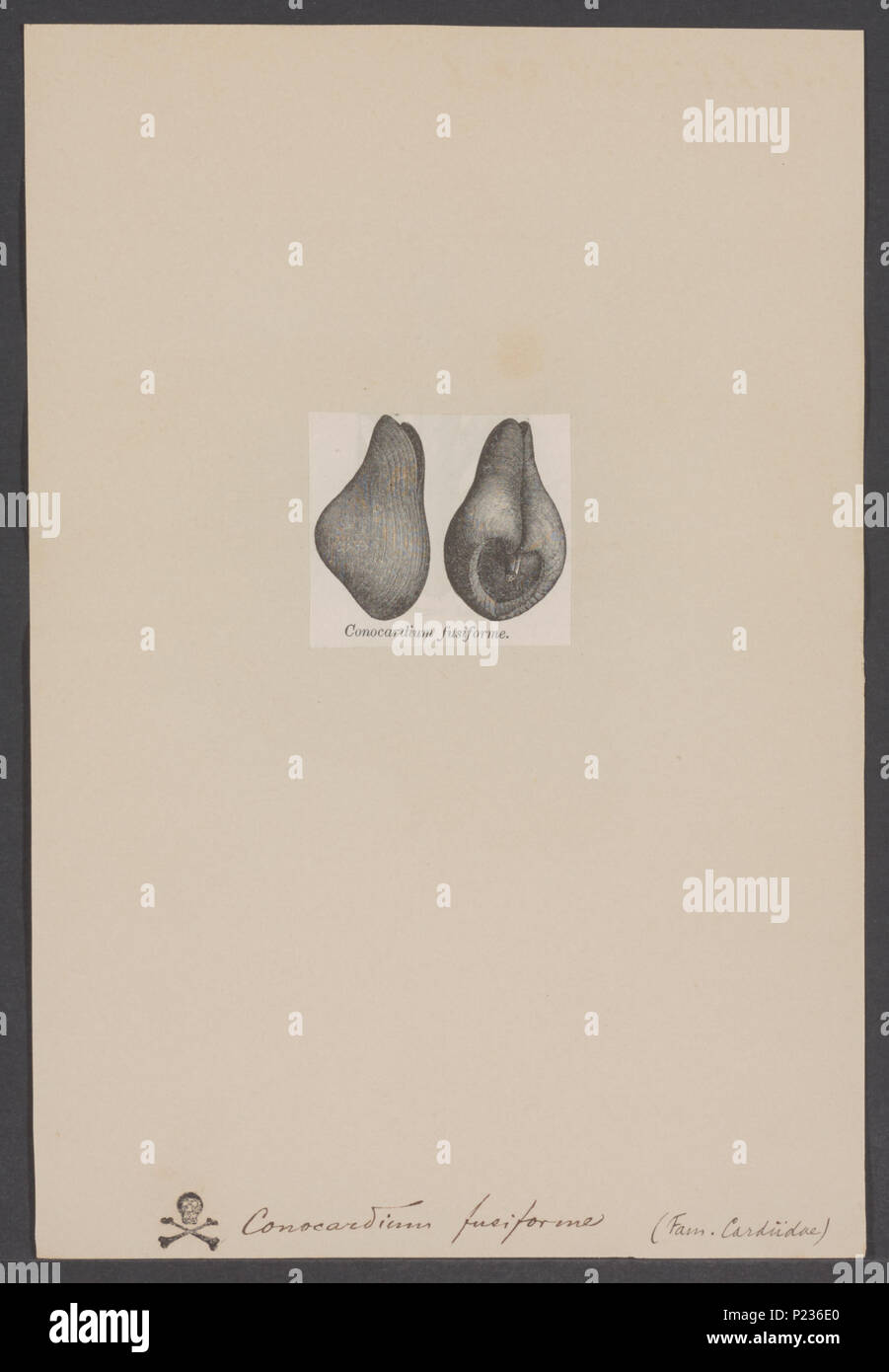 . Conocardium 65 Conocardium - Print - Iconographia Zoologica - Special ...