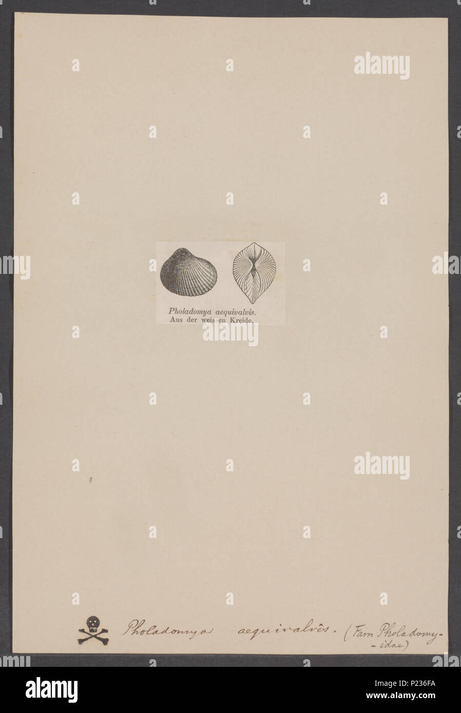 . Pholadomya 222 Pholadomya - Print - Iconographia Zoologica - Special ...