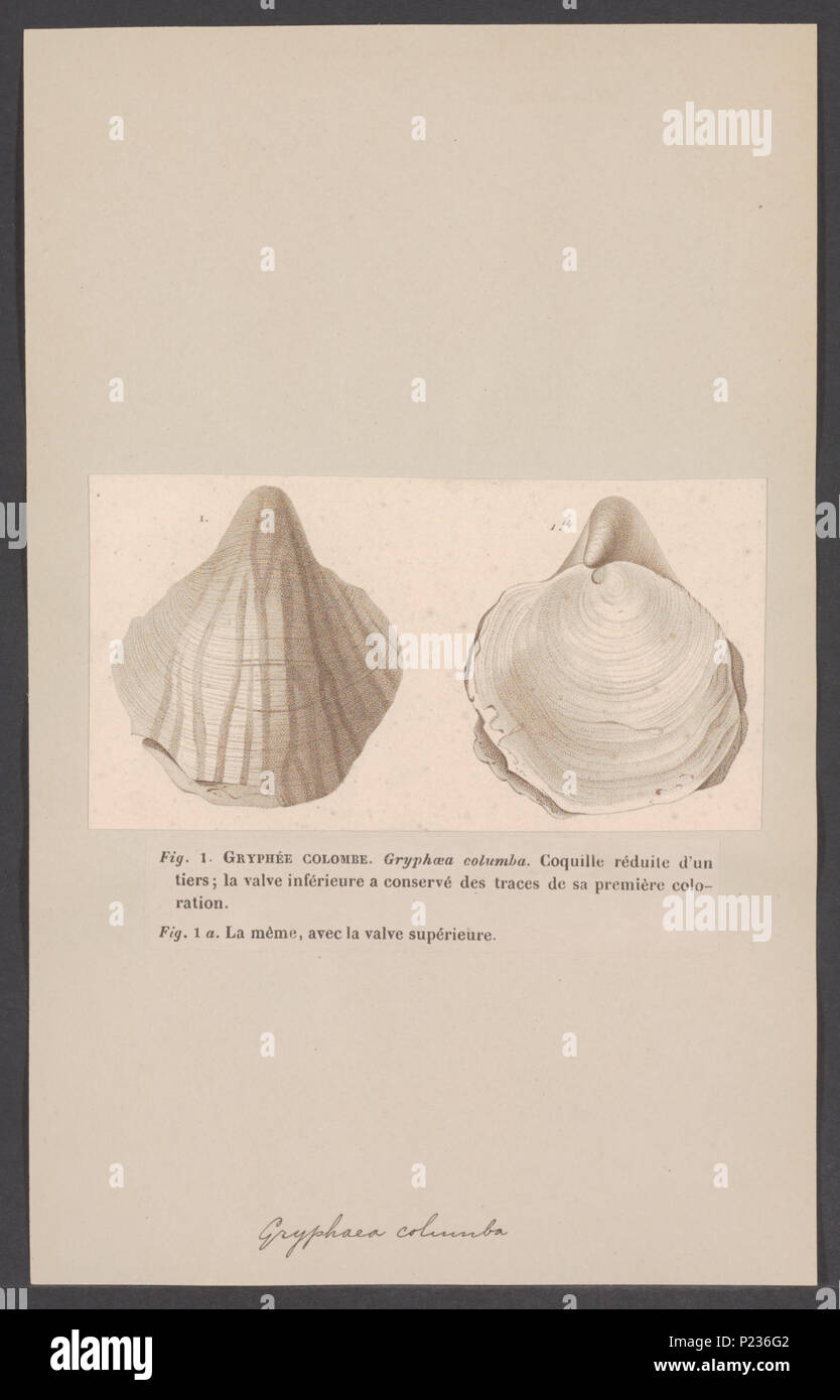 Gryphaea hi-res stock photography and images - Alamy