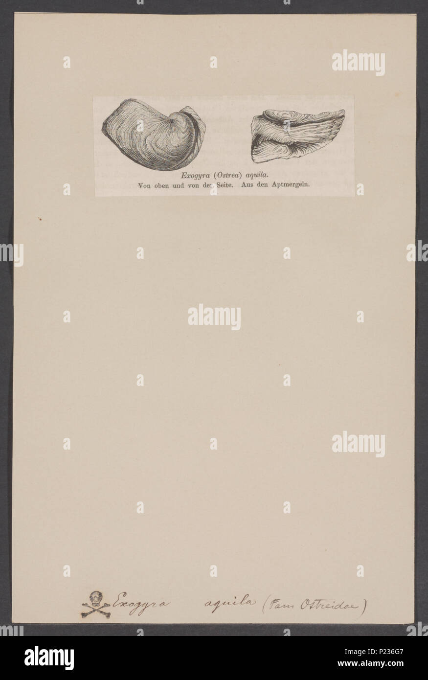 Exogyra hi-res stock photography and images - Alamy