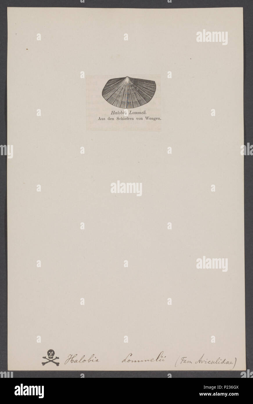 Halobia hi-res stock photography and images - Alamy