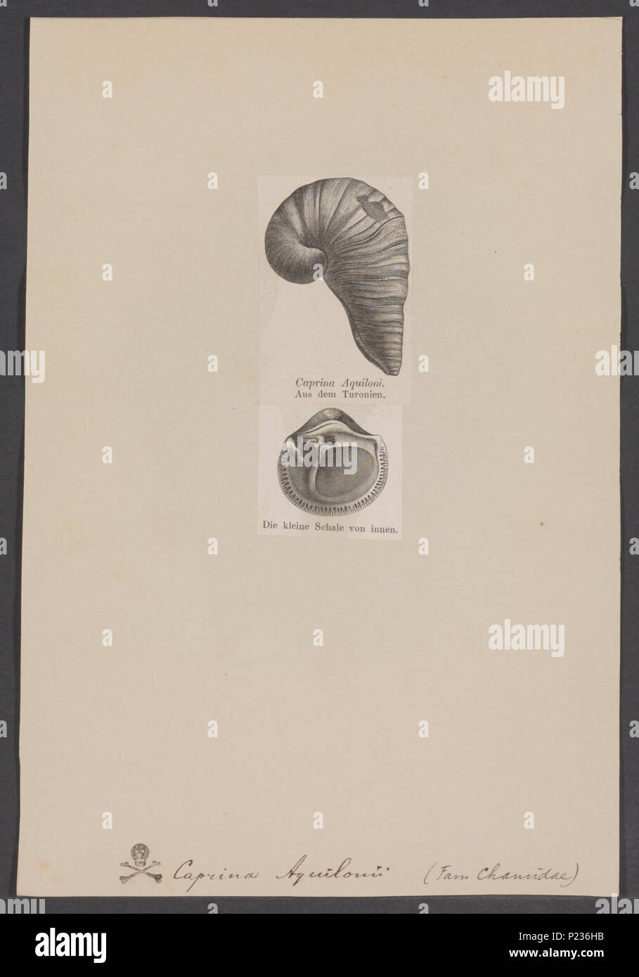 . Caprina 51 Caprina - Print - Iconographia Zoologica - Special ...