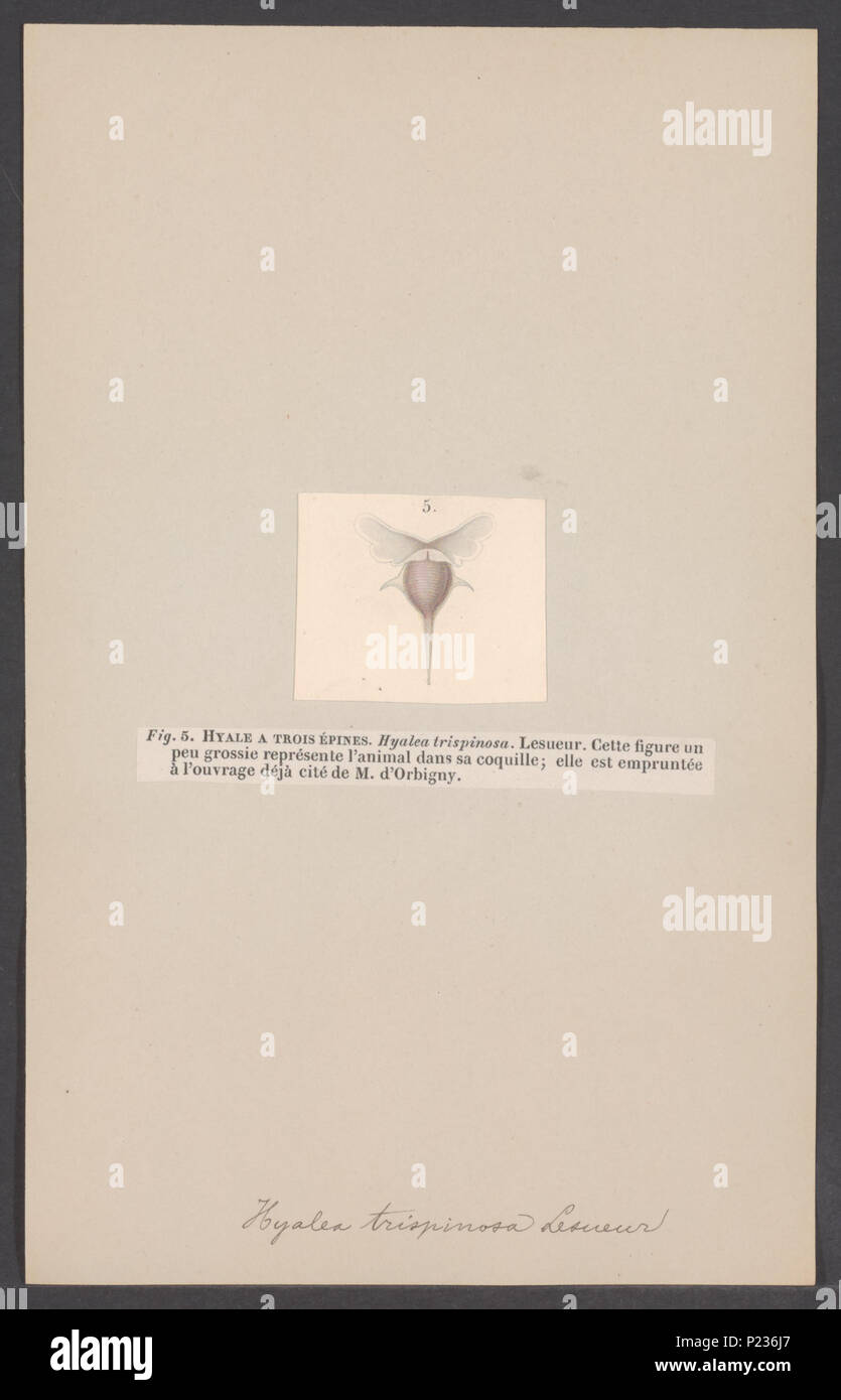 Diacria hi-res stock photography and images - Alamy