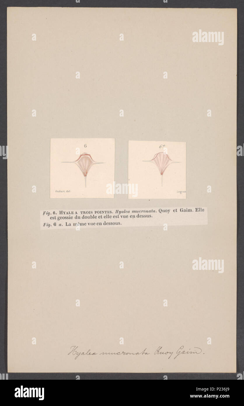 Diacria trispinosa hi-res stock photography and images - Alamy