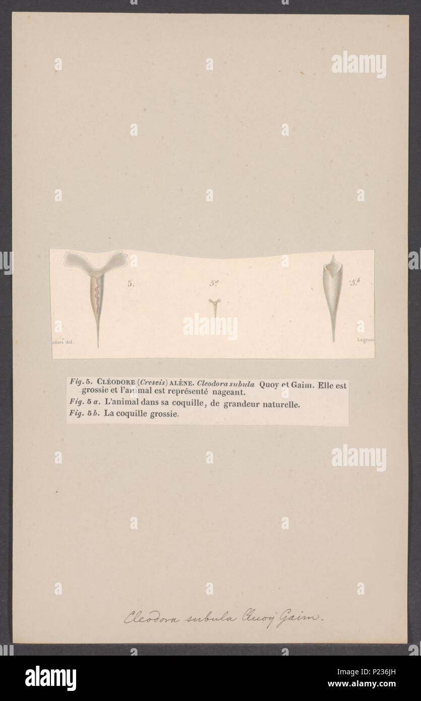 Subula High Resolution Stock Photography and Images - Alamy