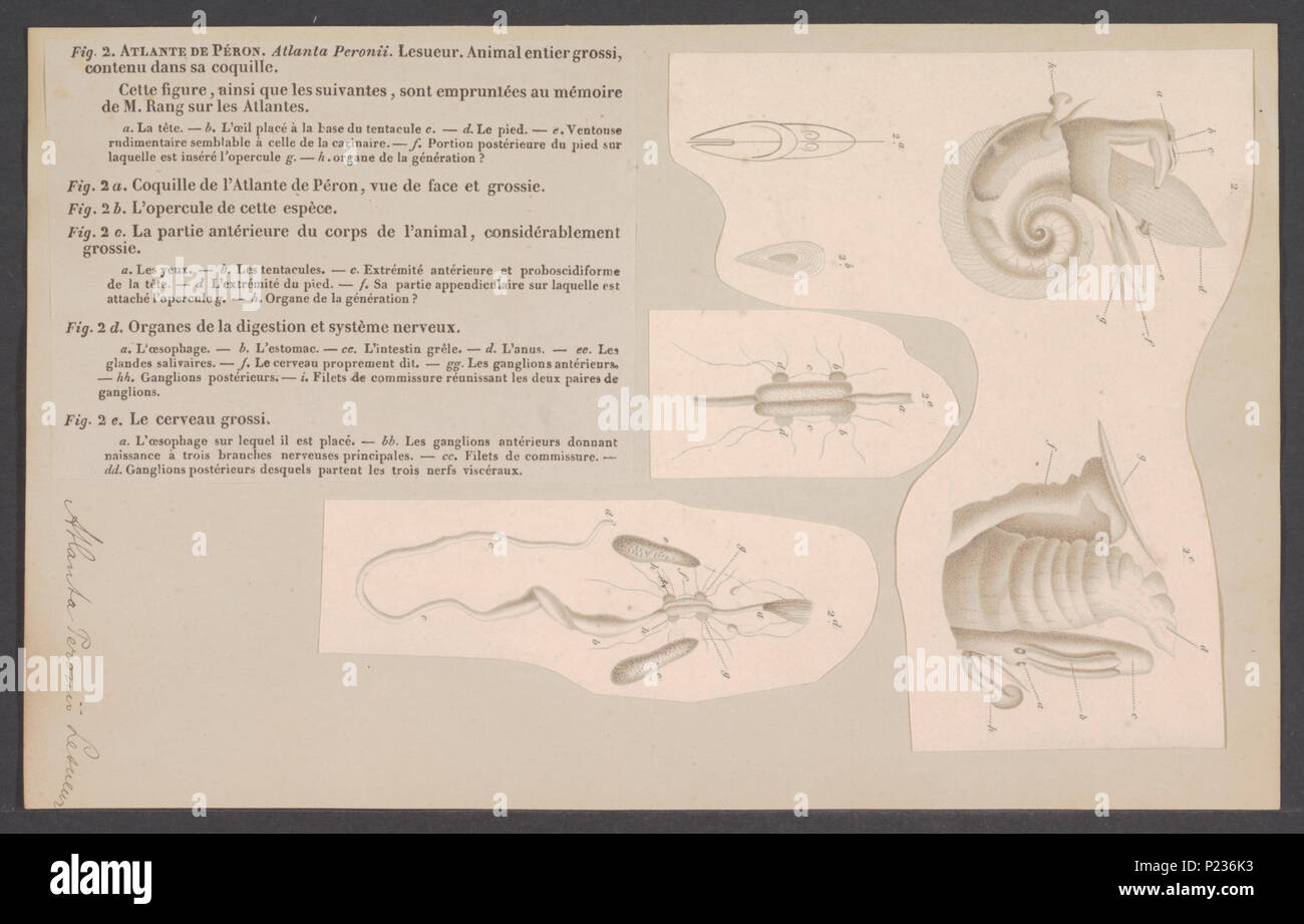 . Atlanta peronii 24 Atlanta peronii - - Print - Iconographia Zoologica ...