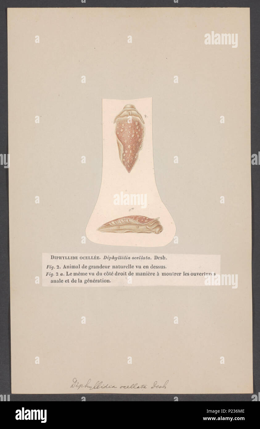 Armina maculata hi-res stock photography and images - Alamy