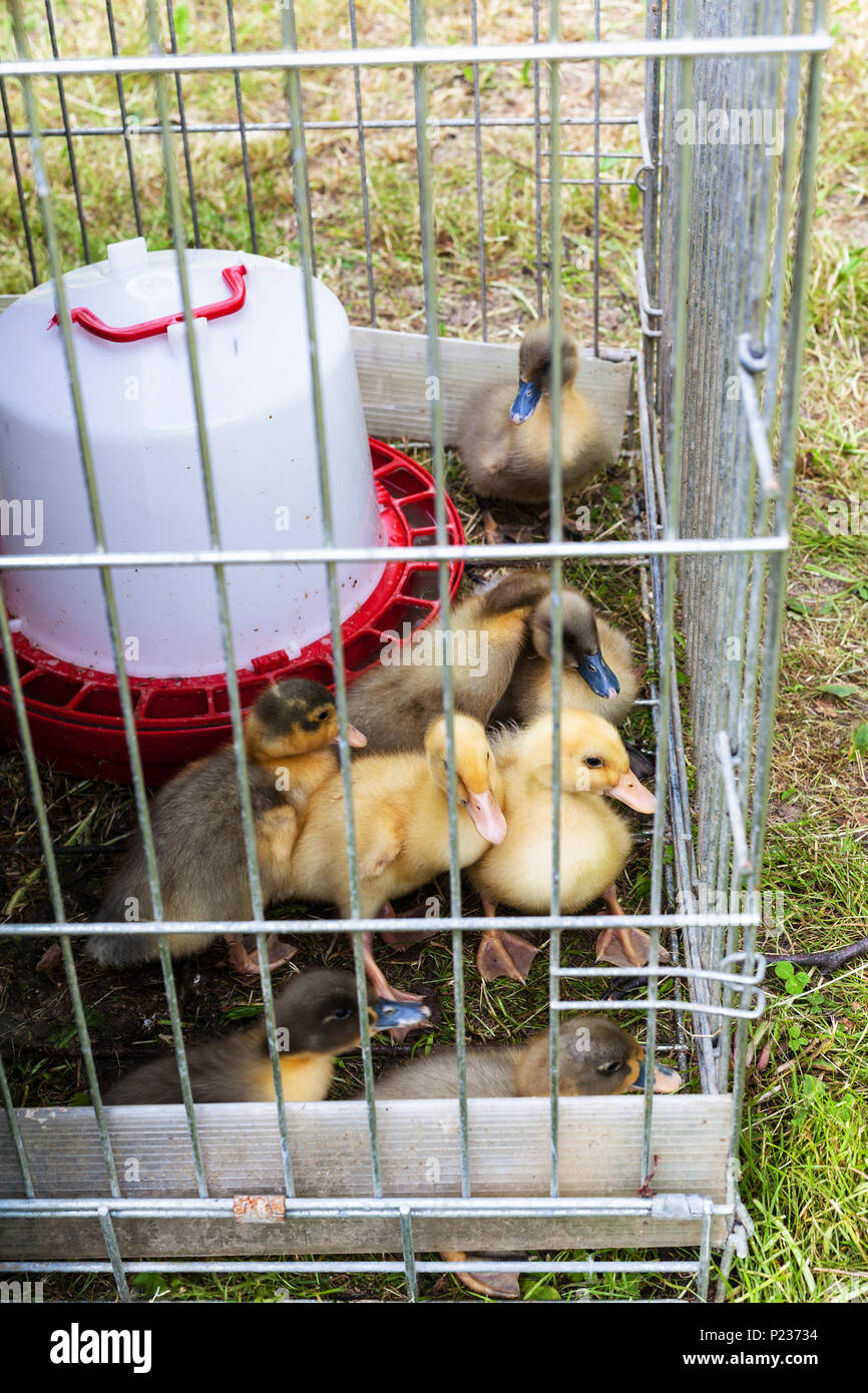 Domestic duck ducklings meadow hi-res stock photography and images - Alamy