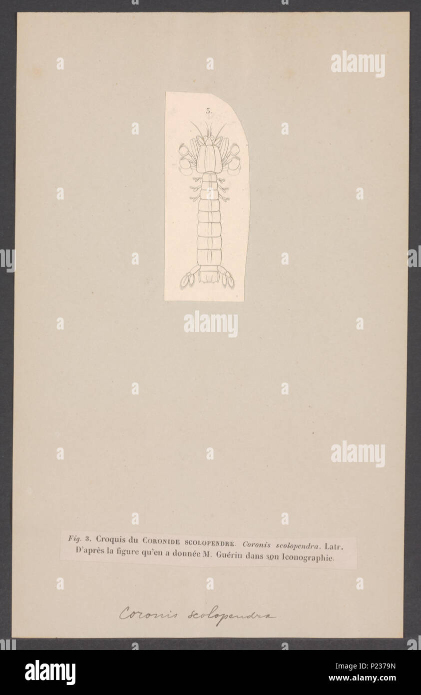 Coronis hi-res stock photography and images - Alamy