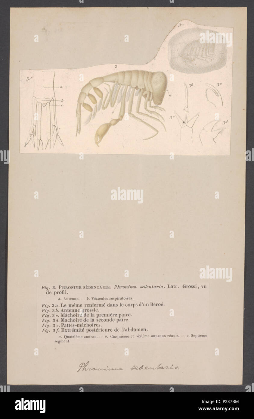 Phronima sedentaria hi-res stock photography and images - Alamy