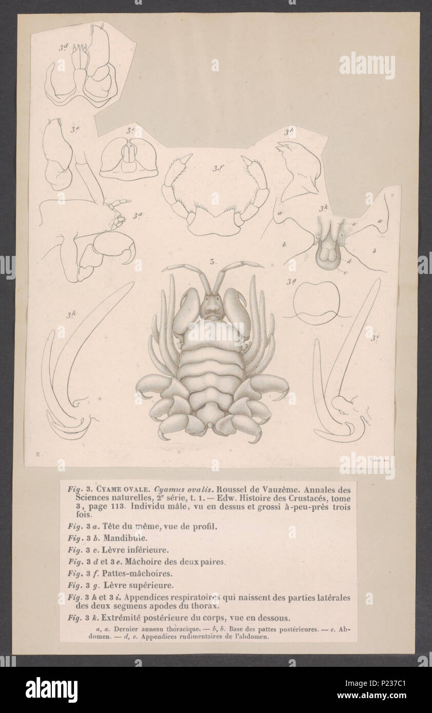 . Cyamus ovalis 72 Cyamus ovalis - - Print - Iconographia Zoologica ...