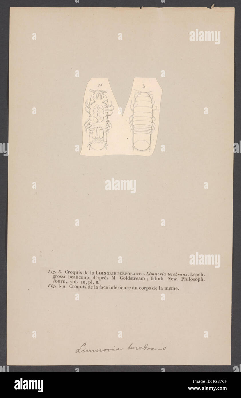 Limnoria terebrans hi-res stock photography and images - Alamy