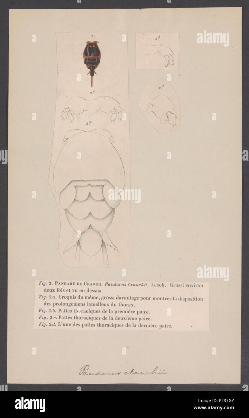 Pandarus cranchii hi-res stock photography and images - Alamy