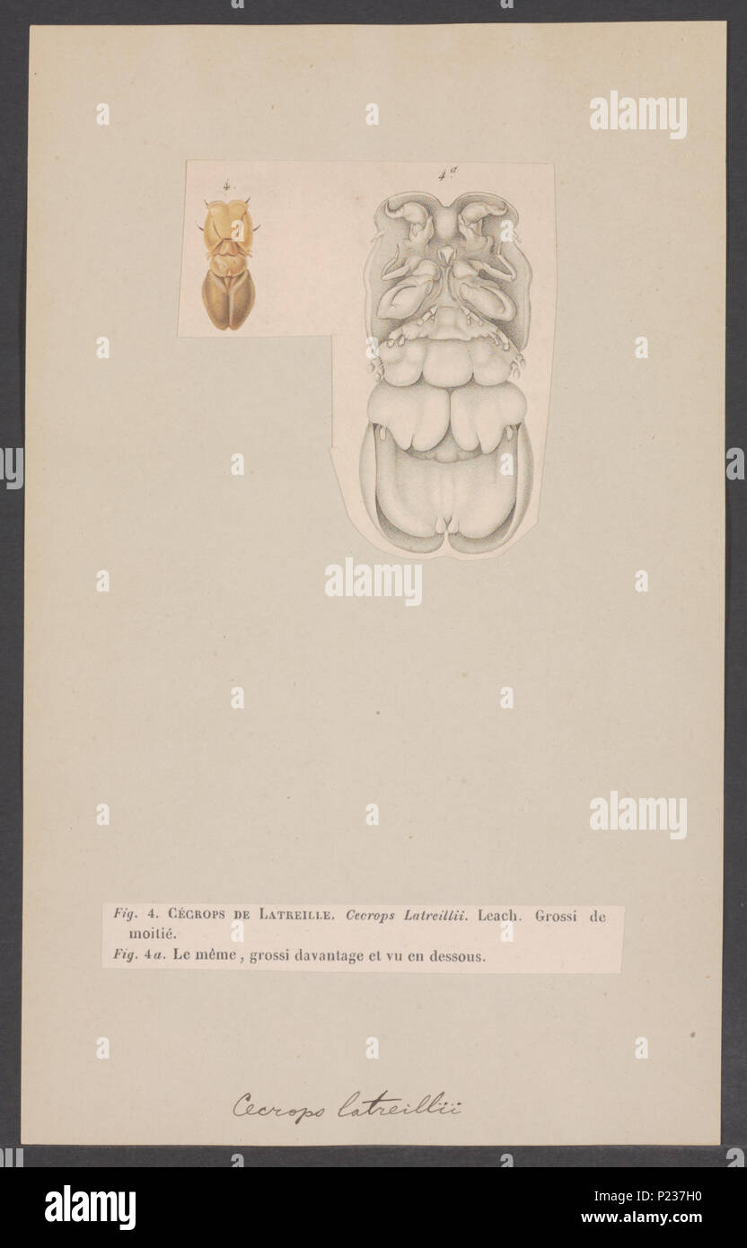 Cecrops hi-res stock photography and images - Alamy
